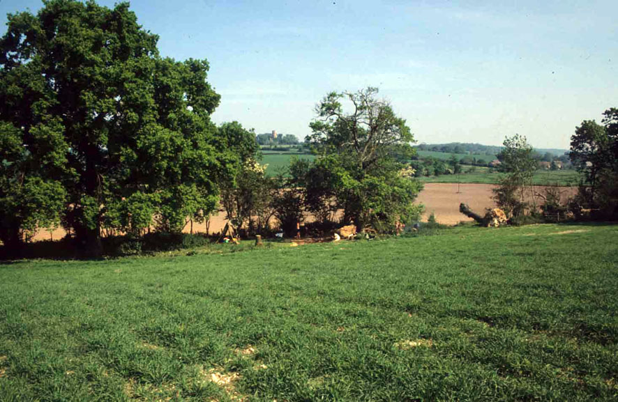 Bronze Age skeleton, dagger-clutching Racton Man could have been a king ...