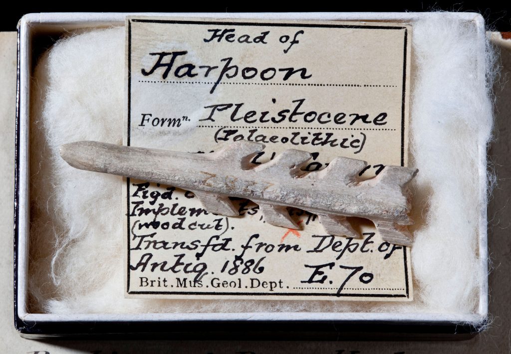This bone harpoon point was used by hunters 14,000 years ago – Museum Crush