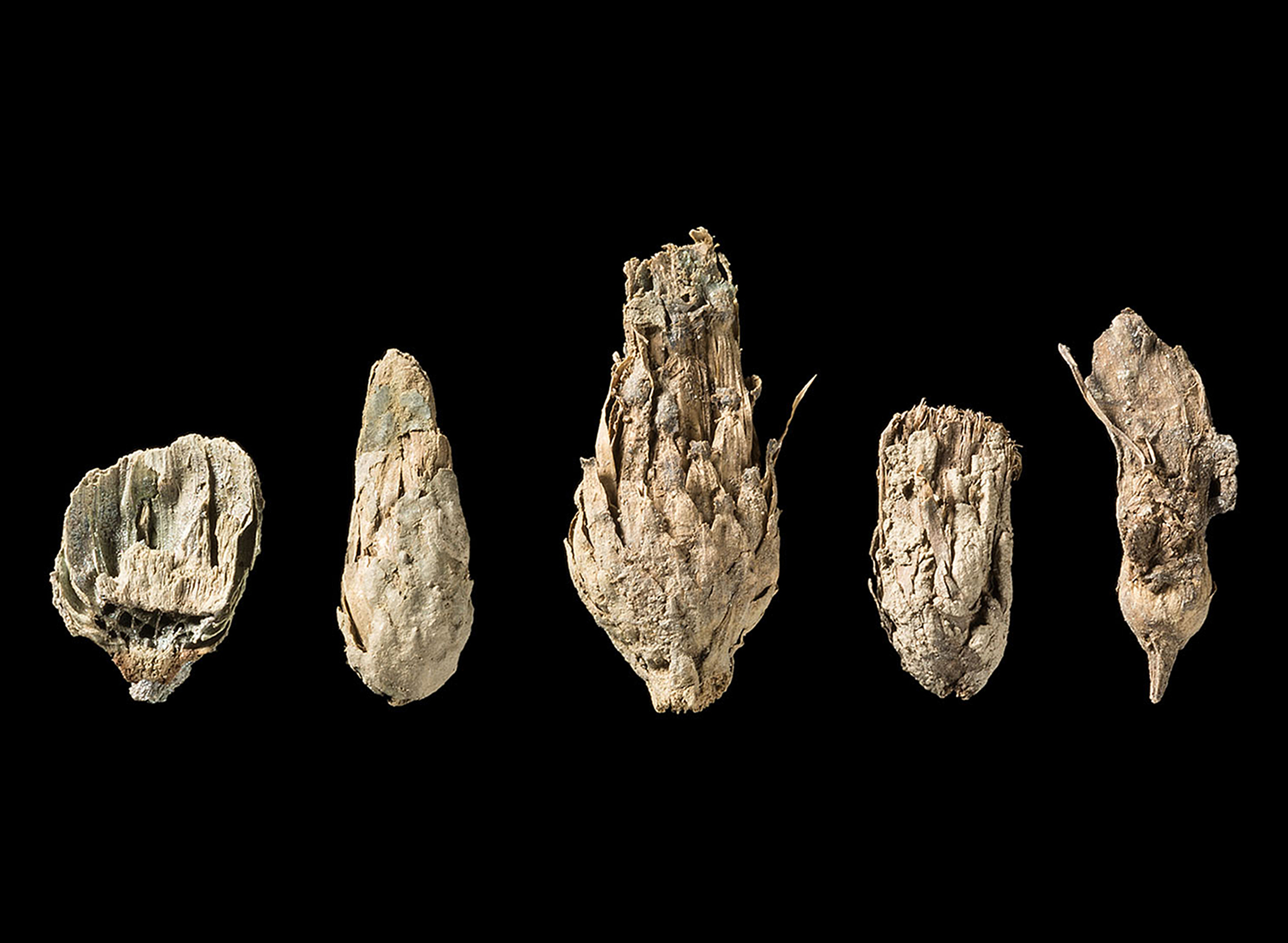 These ancient flowers were used as Anglo Saxon bubble wrap – Museum Crush