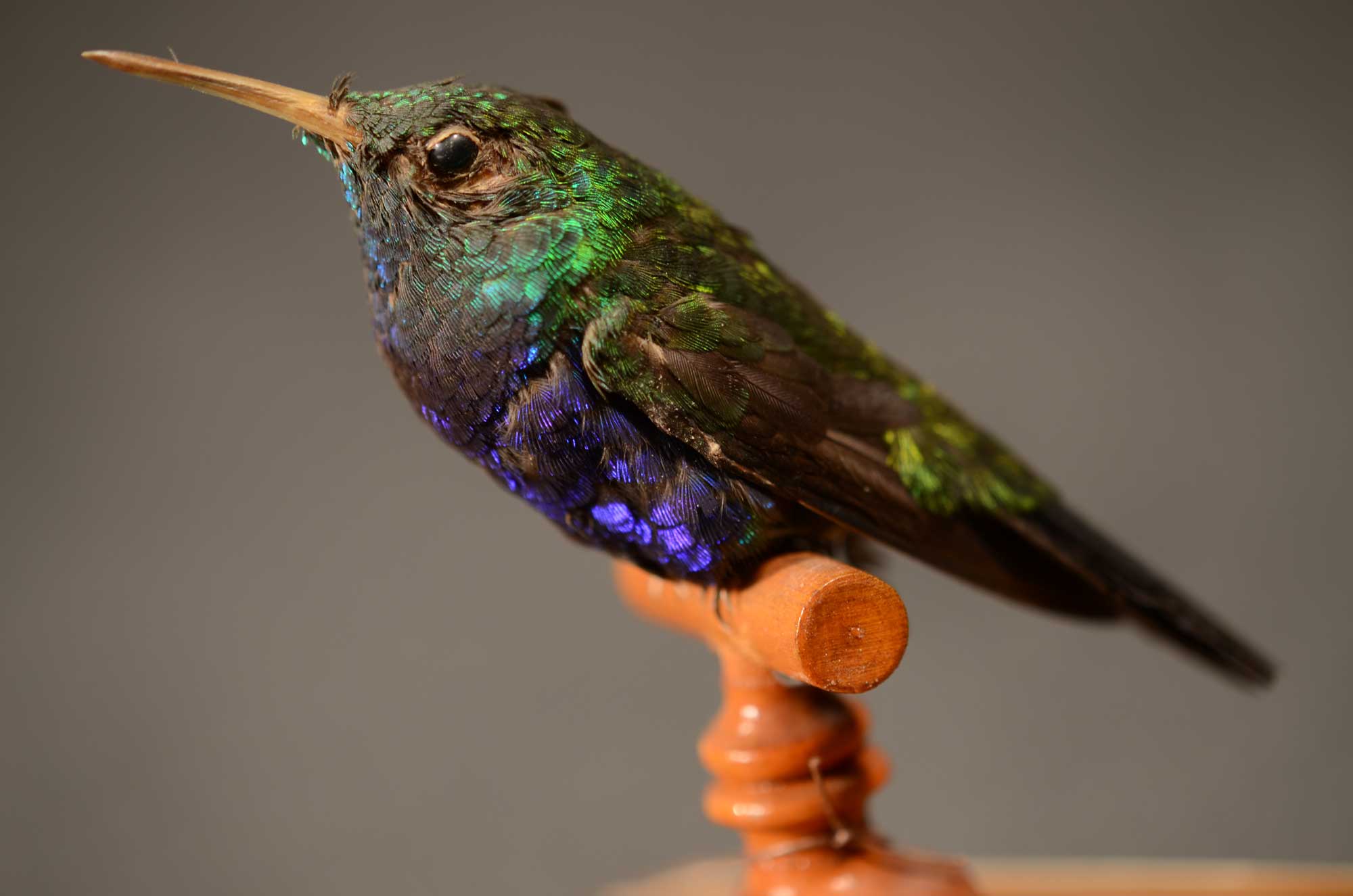 Britain’s best places to see: Taxidermy and natural history collections ...