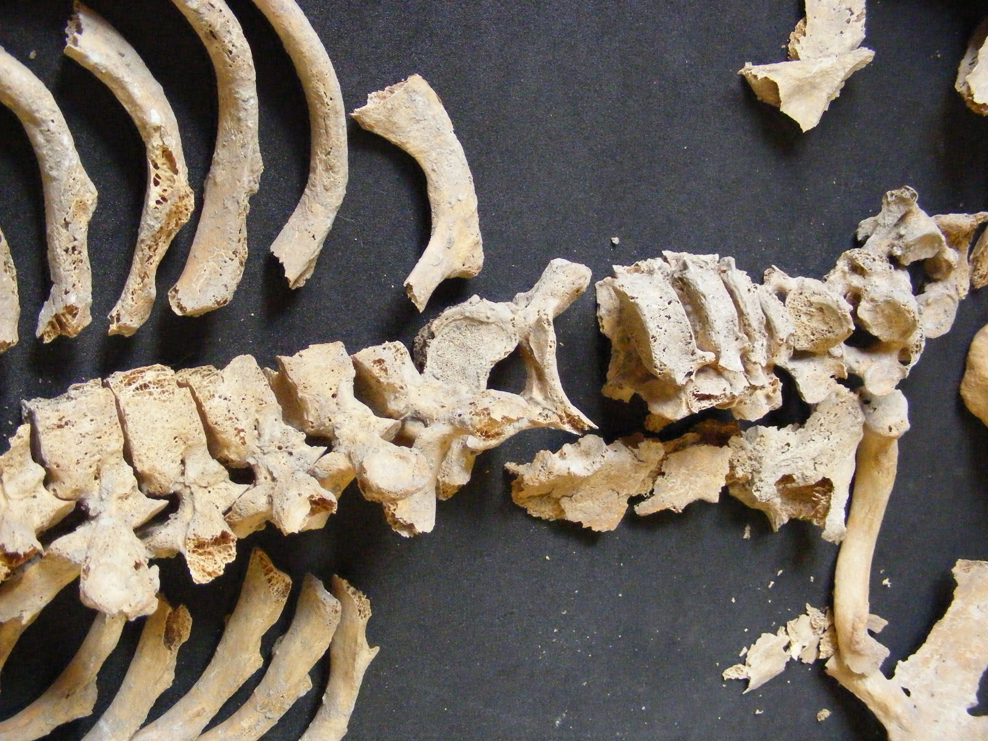 We take an ancient skeleton from a museum store room and put it ...