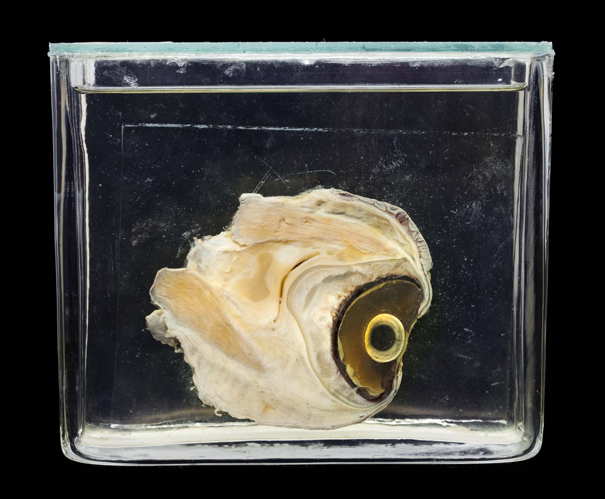 What we can see via the eyes of animals in formaldehyde – Museum Crush