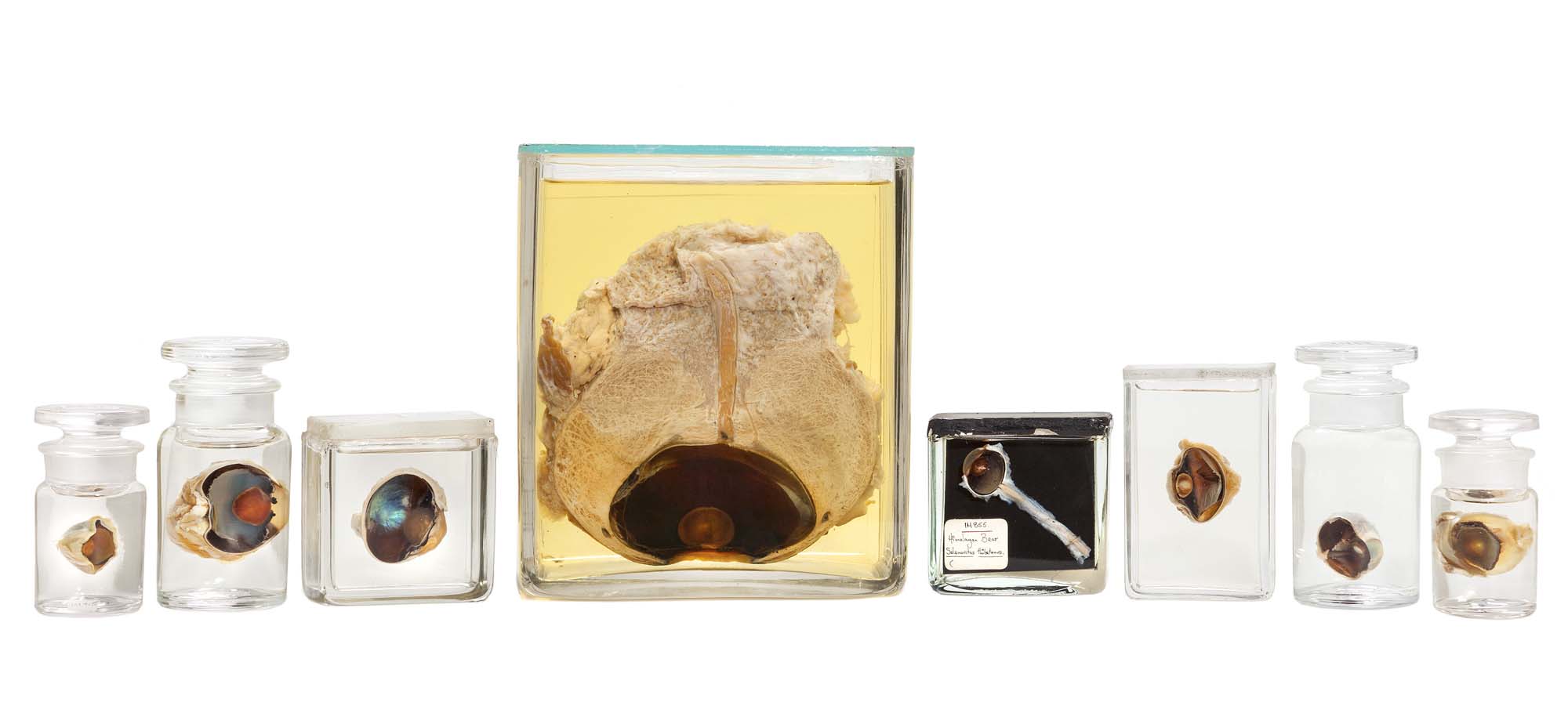 What we can see via the eyes of animals in jars – Museum Crush