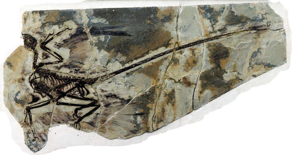 Dinosaurs of China: spectacular fossils show the link between dinosaurs ...