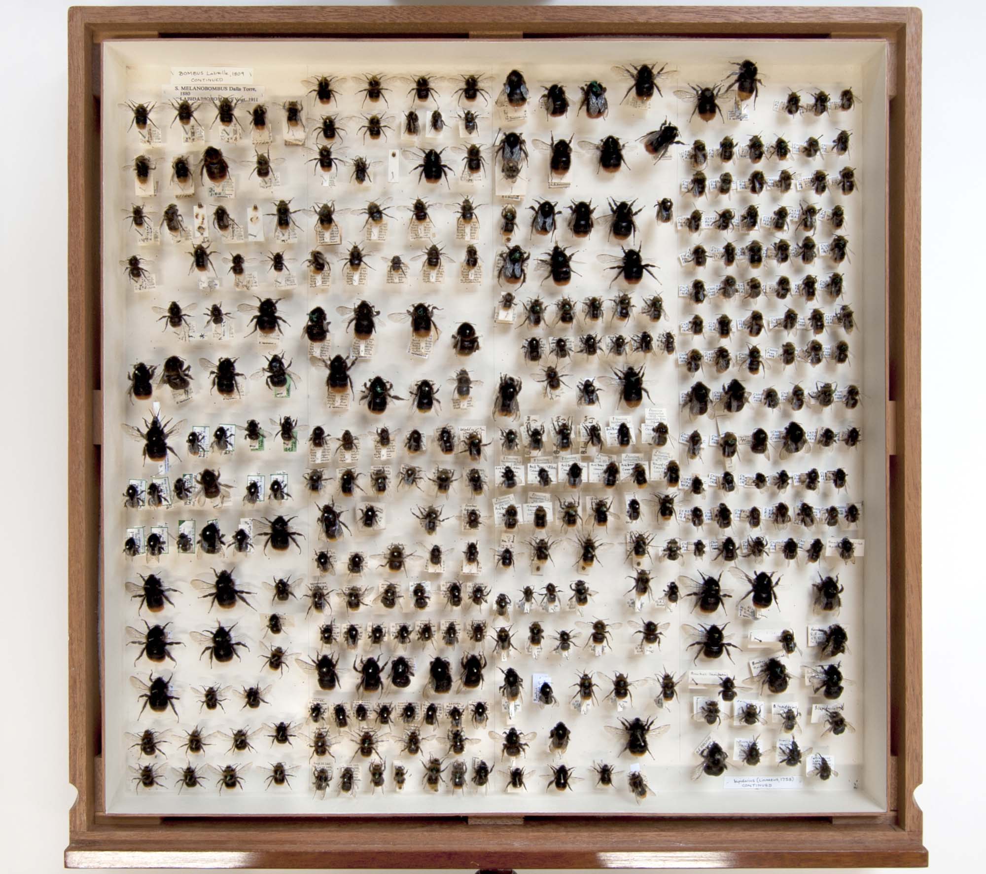 Saving one million Victorian British insects at Oxford University ...