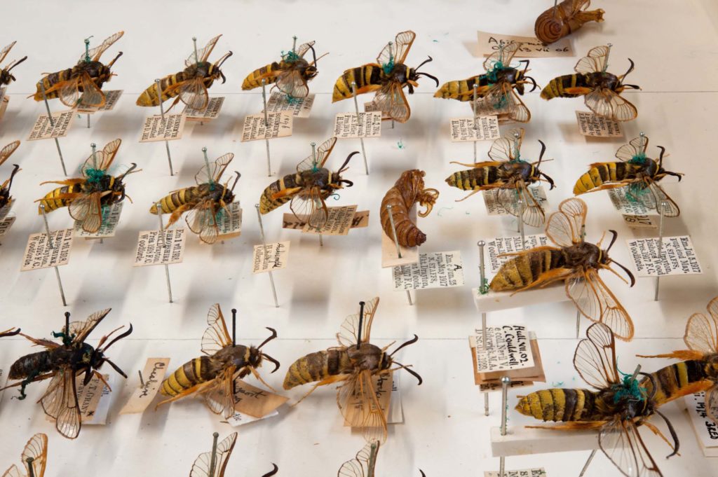 Saving one million Victorian British insects at Oxford University ...