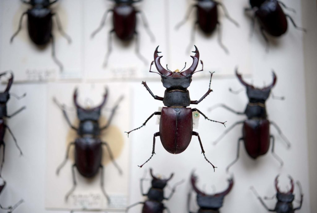 Saving one million Victorian British insects at Oxford University ...