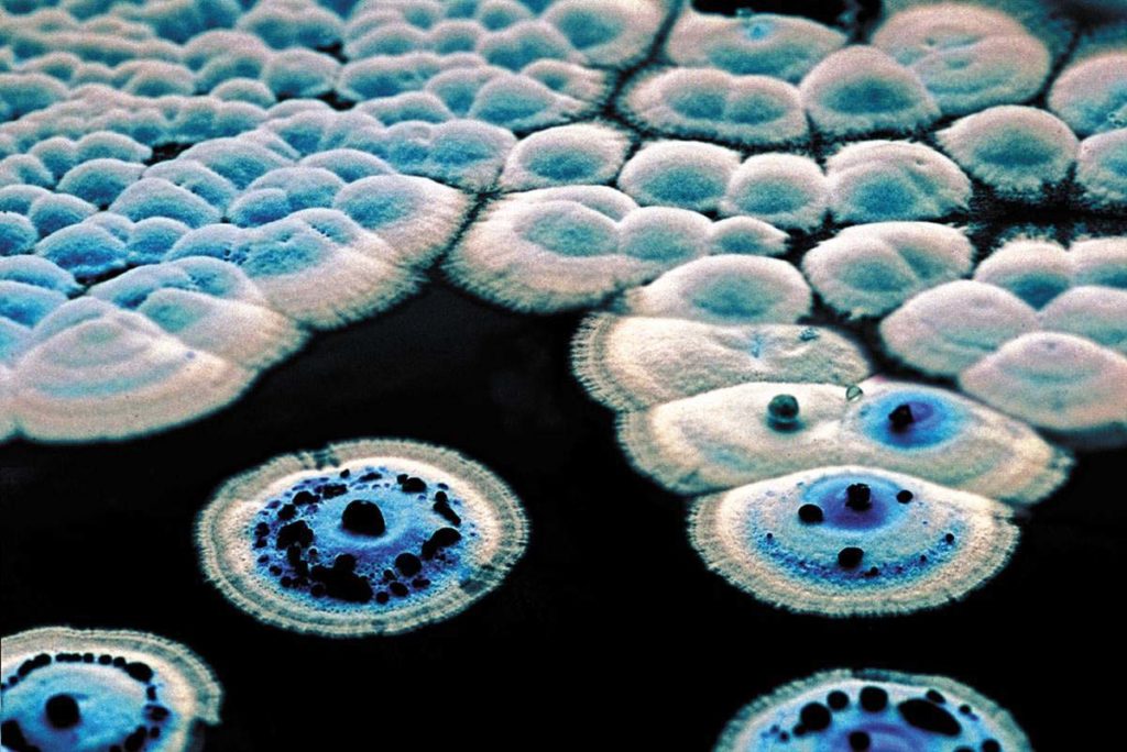 Oxford’s Museum of Natural History on how bacteria shapes the planet ...