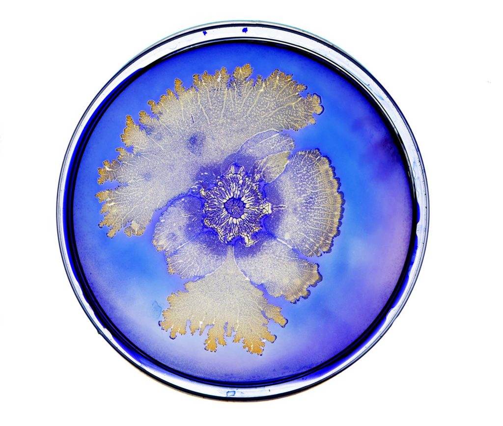 Oxford’s Museum of Natural History on how bacteria shapes the planet ...