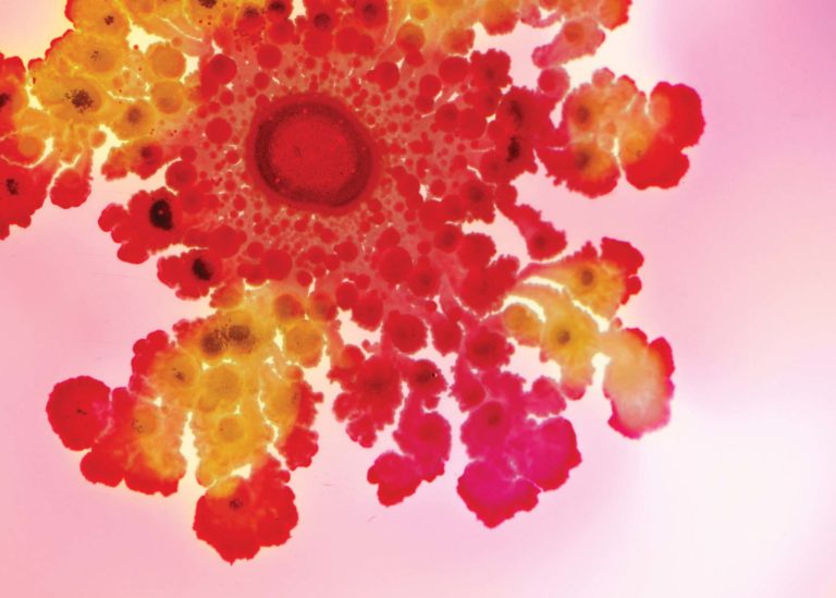 Oxford’s Museum of Natural History on how bacteria shapes the planet ...