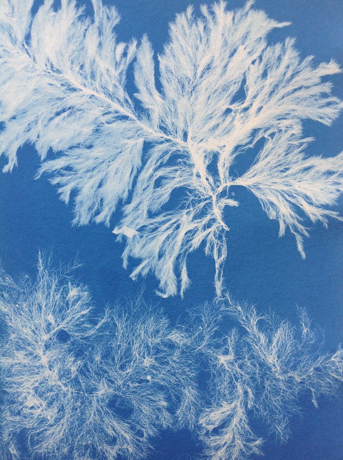 The first book of photographs: Anna Atkins’ 1842 collection of British ...