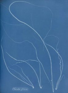 The first book of photographs: Anna Atkins’ 1842 collection of British ...