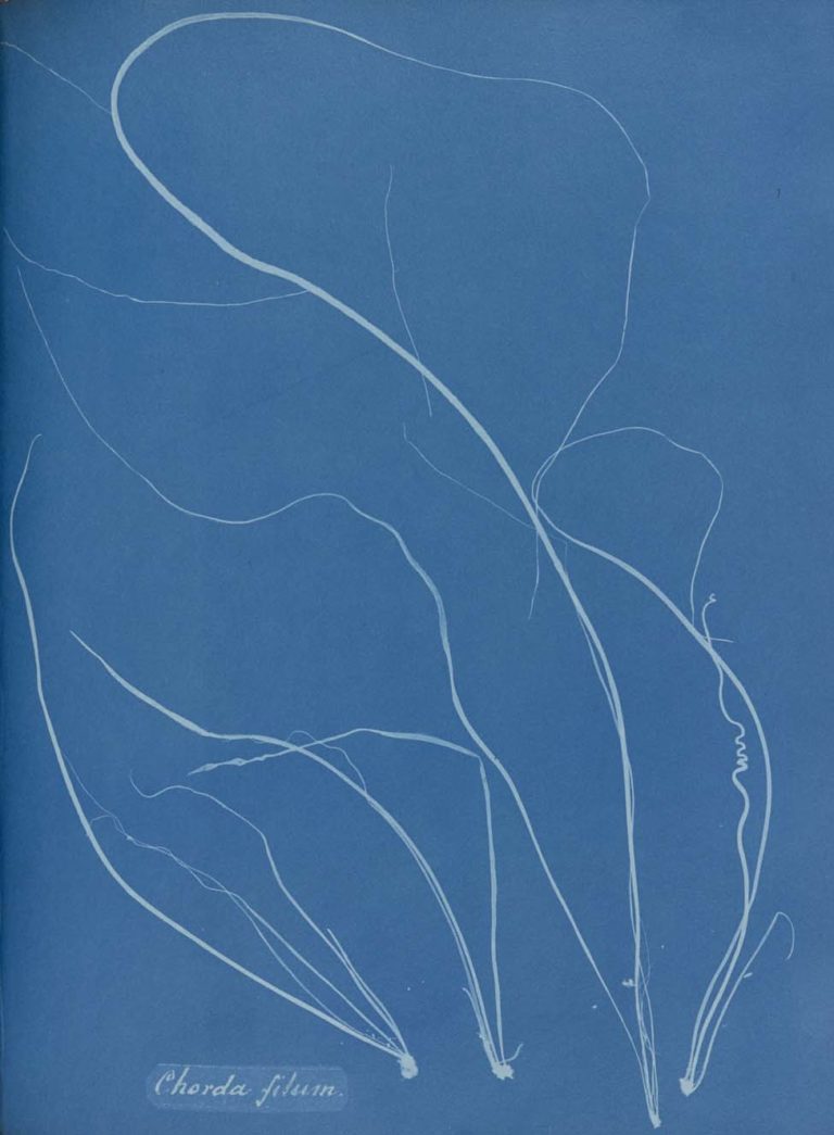 The first book of photographs: Anna Atkins’ 1842 collection of British ...