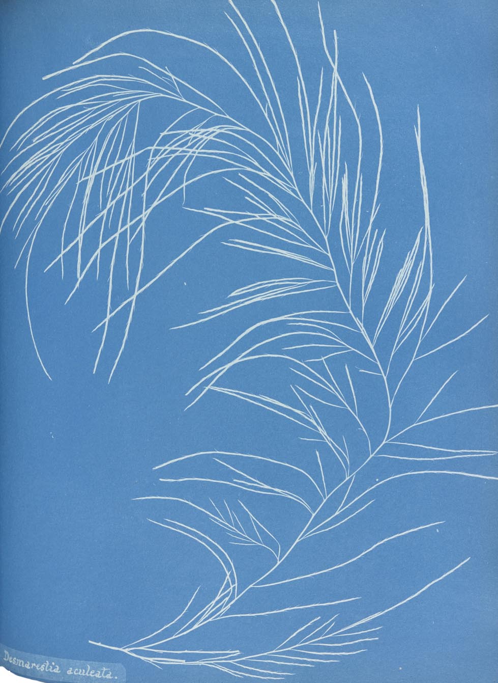 The first book of photographs: Anna Atkins’ 1842 collection of British ...