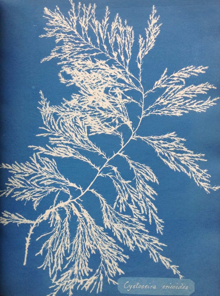 The first book of photographs: Anna Atkins’ 1842 collection of British ...