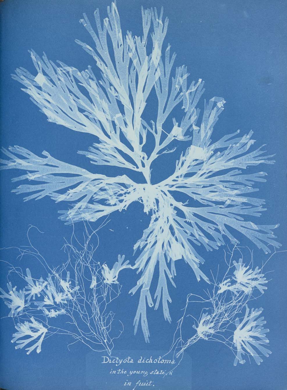 The first book of photographs: Anna Atkins’ 1842 collection of British ...