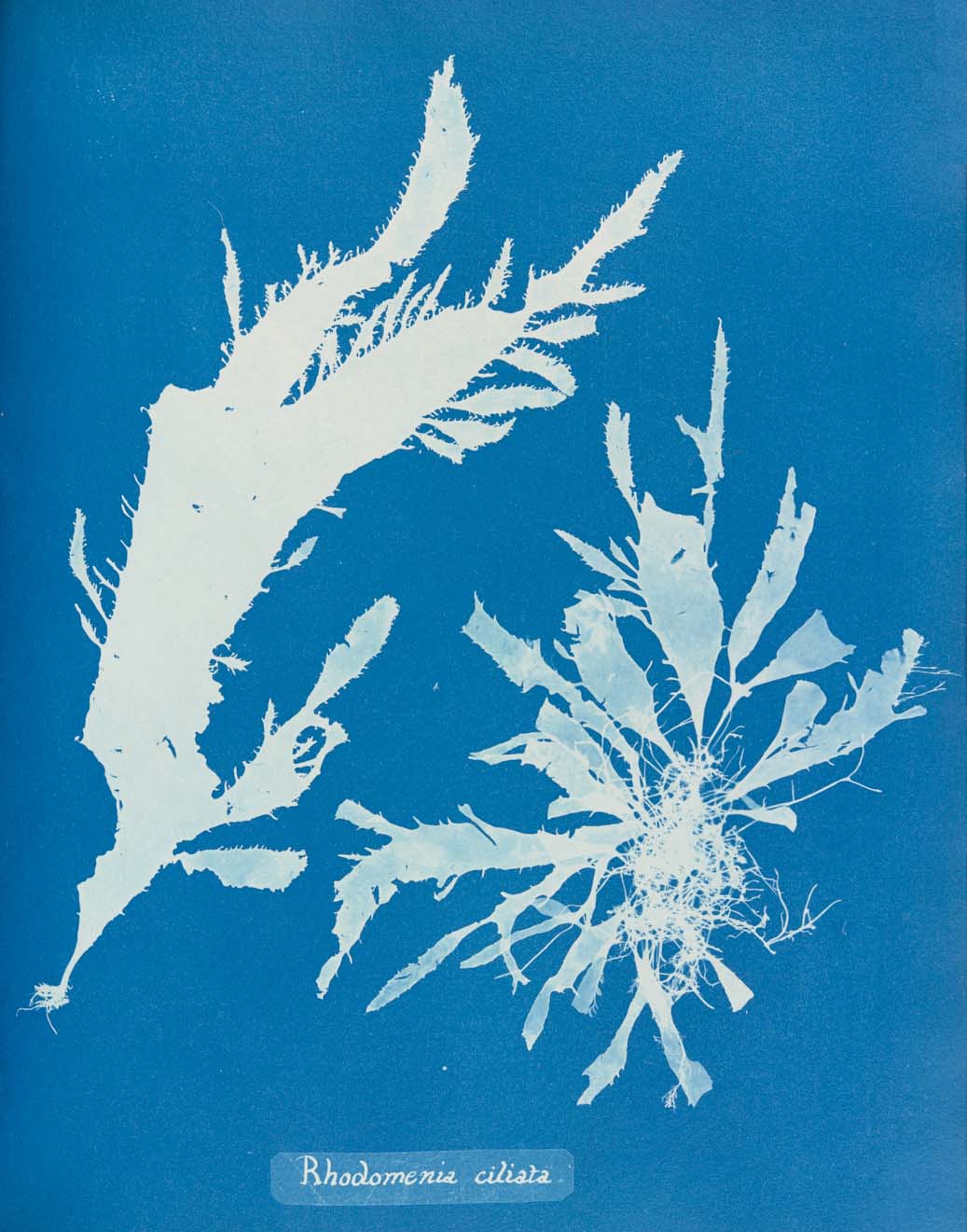 The First Book Of Photographs Anna Atkins 1842 Collection Of British
