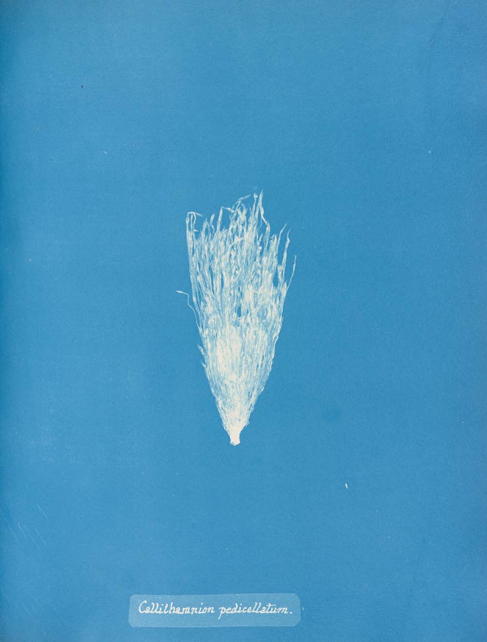 The first book of photographs: Anna Atkins’ 1842 collection of British ...