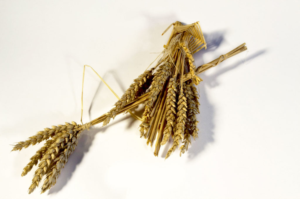 Talking corn dollies and harvest spirits with the Museum of British ...
