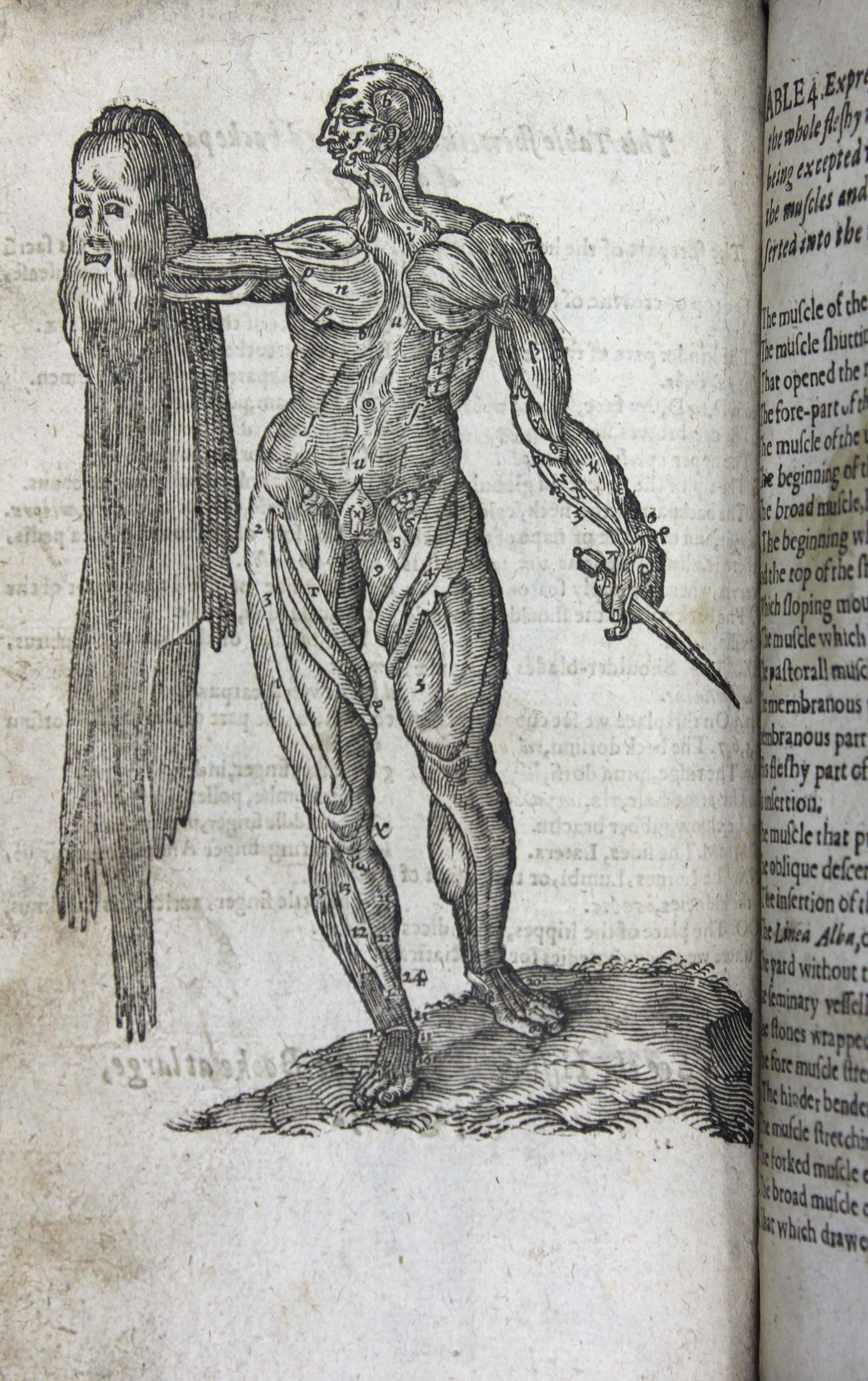 Under the skin – the art of dissection at the Royal College of ...