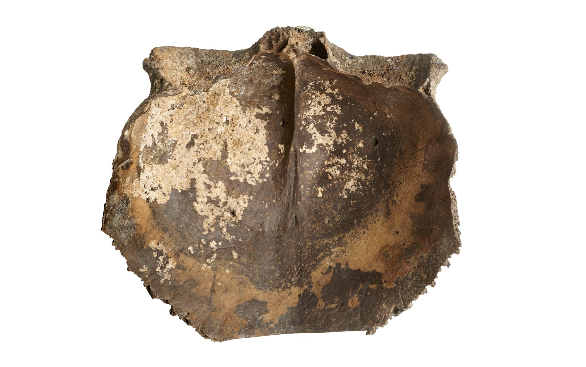 This London skull fragment is the oldest ever found in the Thames ...