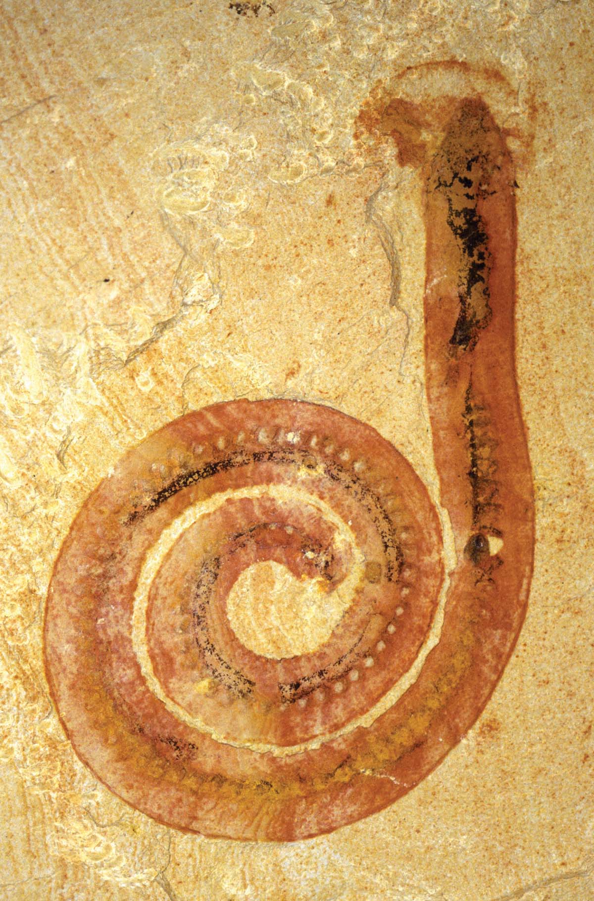 600-million-year-old fossils that reveal the world’s first animals ...