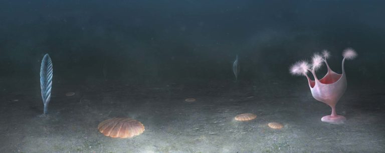 600-million-year-old fossils that reveal the world’s first animals ...