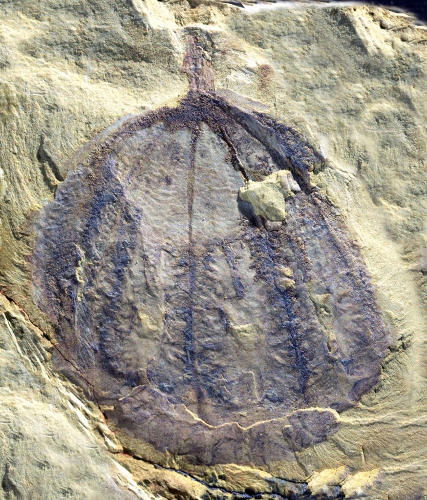 600-million-year-old fossils that reveal the world’s first animals ...