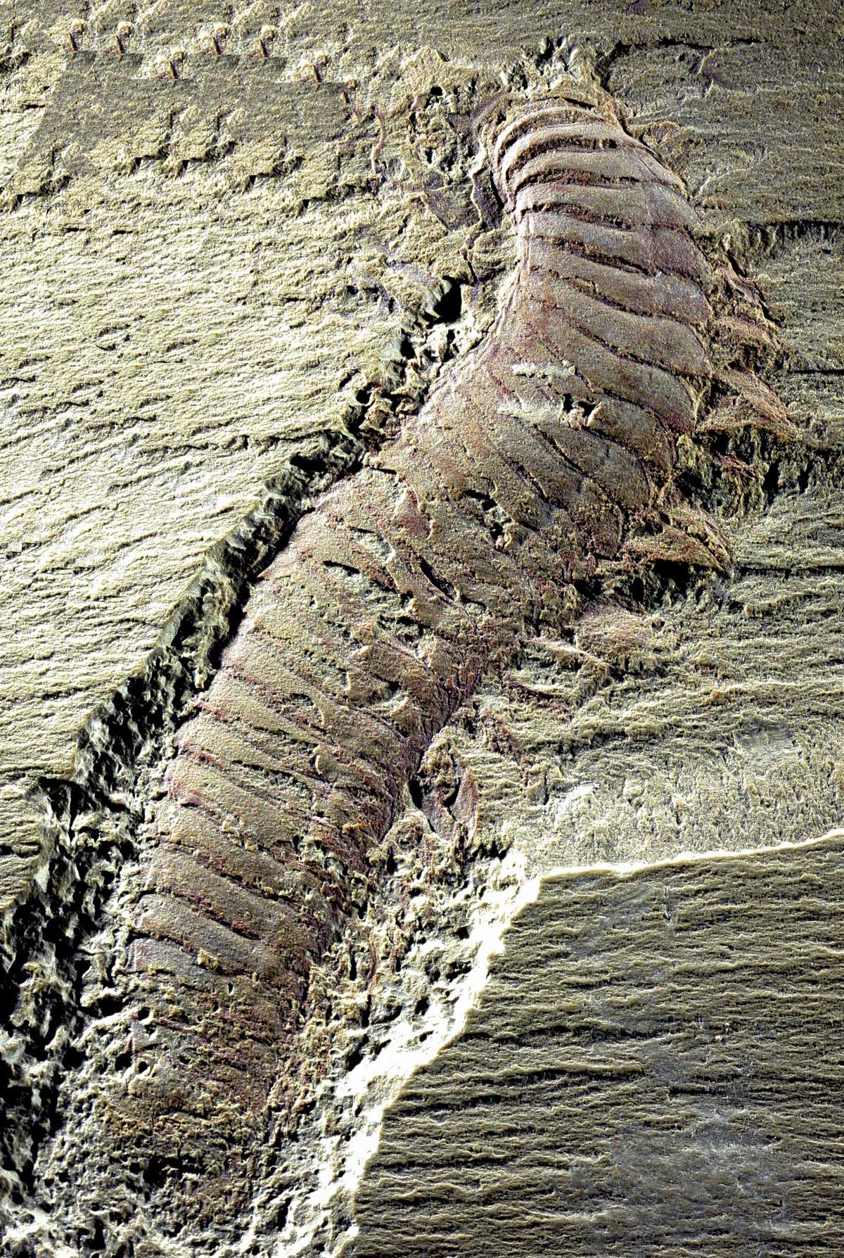 600-million-year-old fossils that reveal the world’s first animals ...