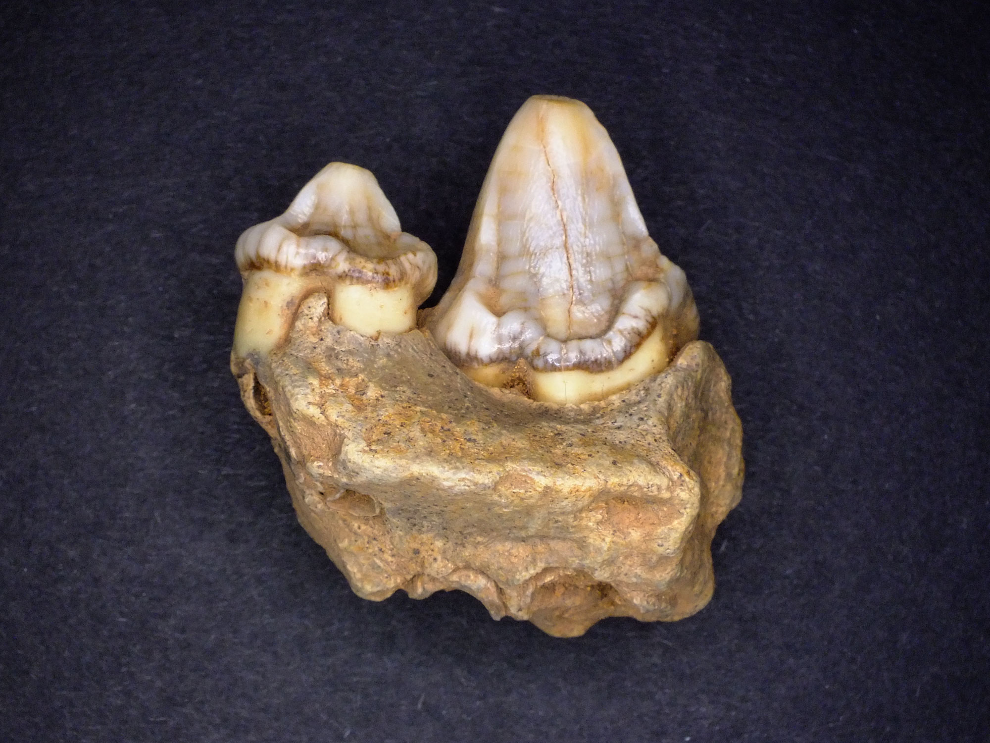 The bone crunching cave hyenas that tell the story of Creswell Crags ...