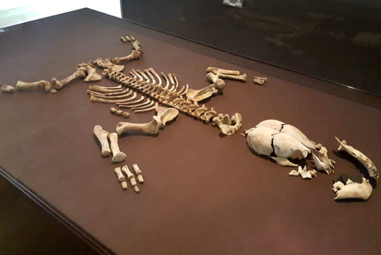 The bone crunching cave hyenas that tell the story of Creswell Crags ...