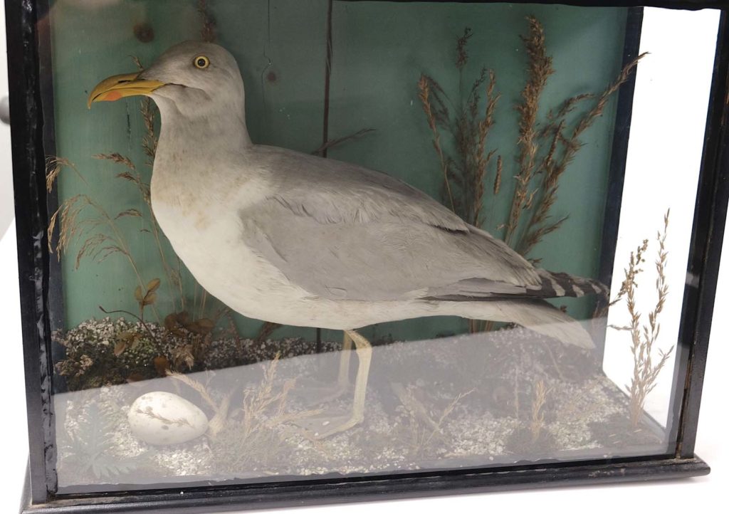 The Victorian Christmas seagull of Scarborough – Museum Crush