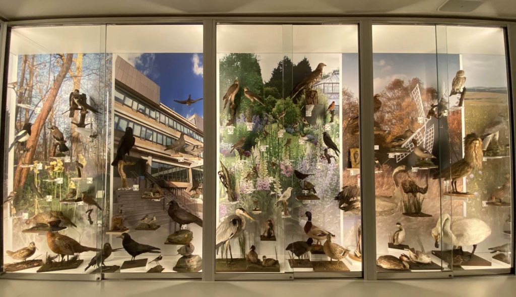 Brilliant British birds take centre stage at Museum of Zoology ...