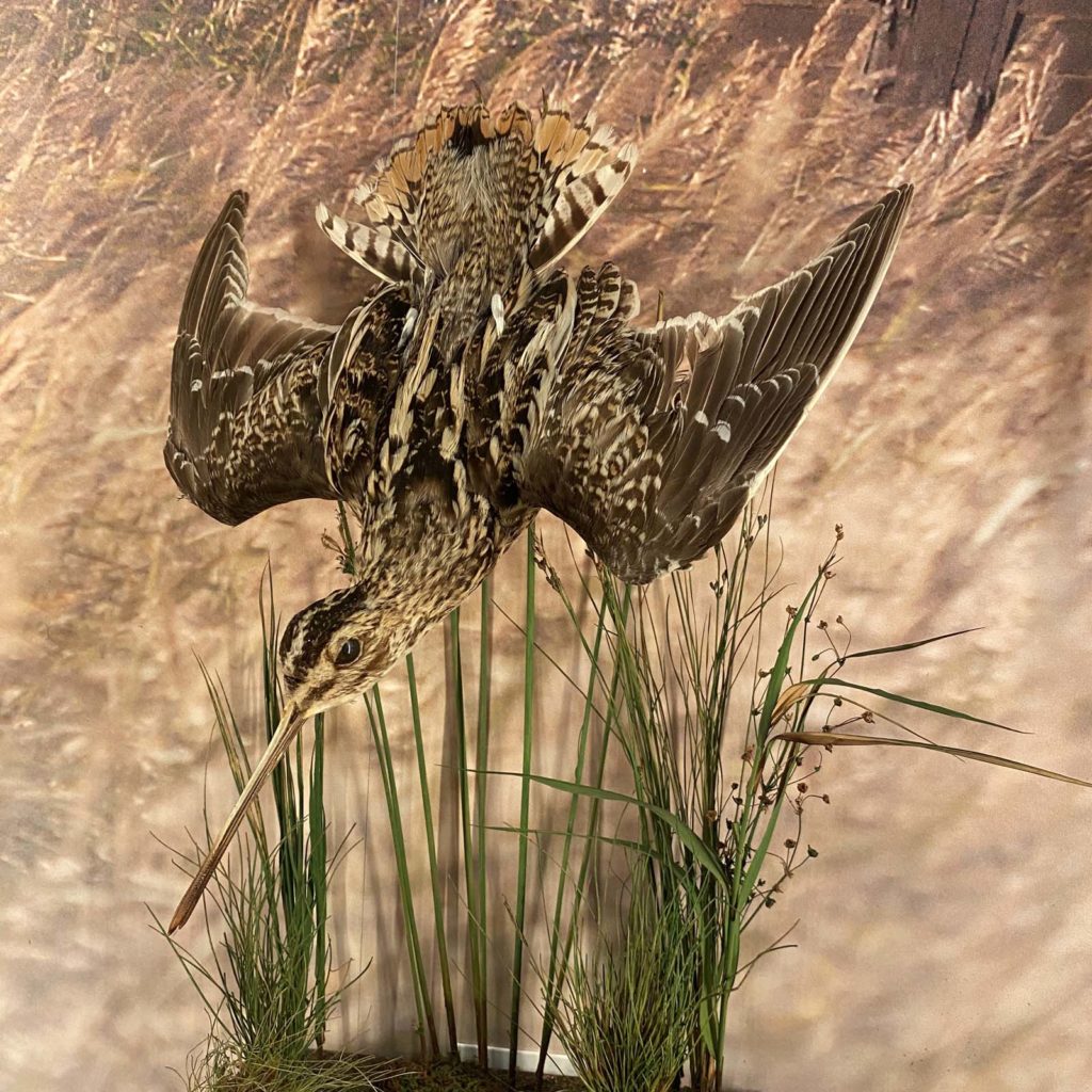 Brilliant British birds take centre stage at Museum of Zoology ...