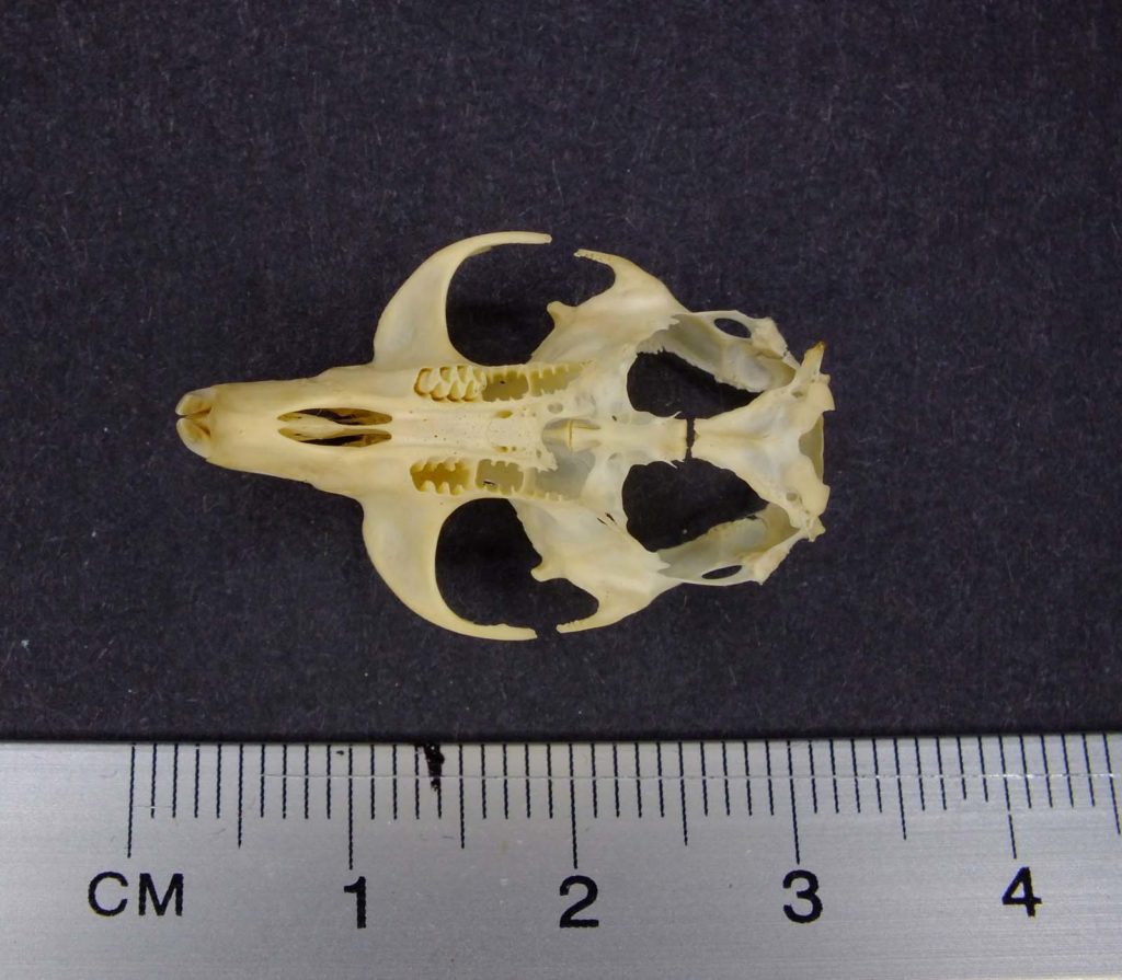 Unlocking the lives of Ice Age small mammals at Creswell Crags – Museum ...