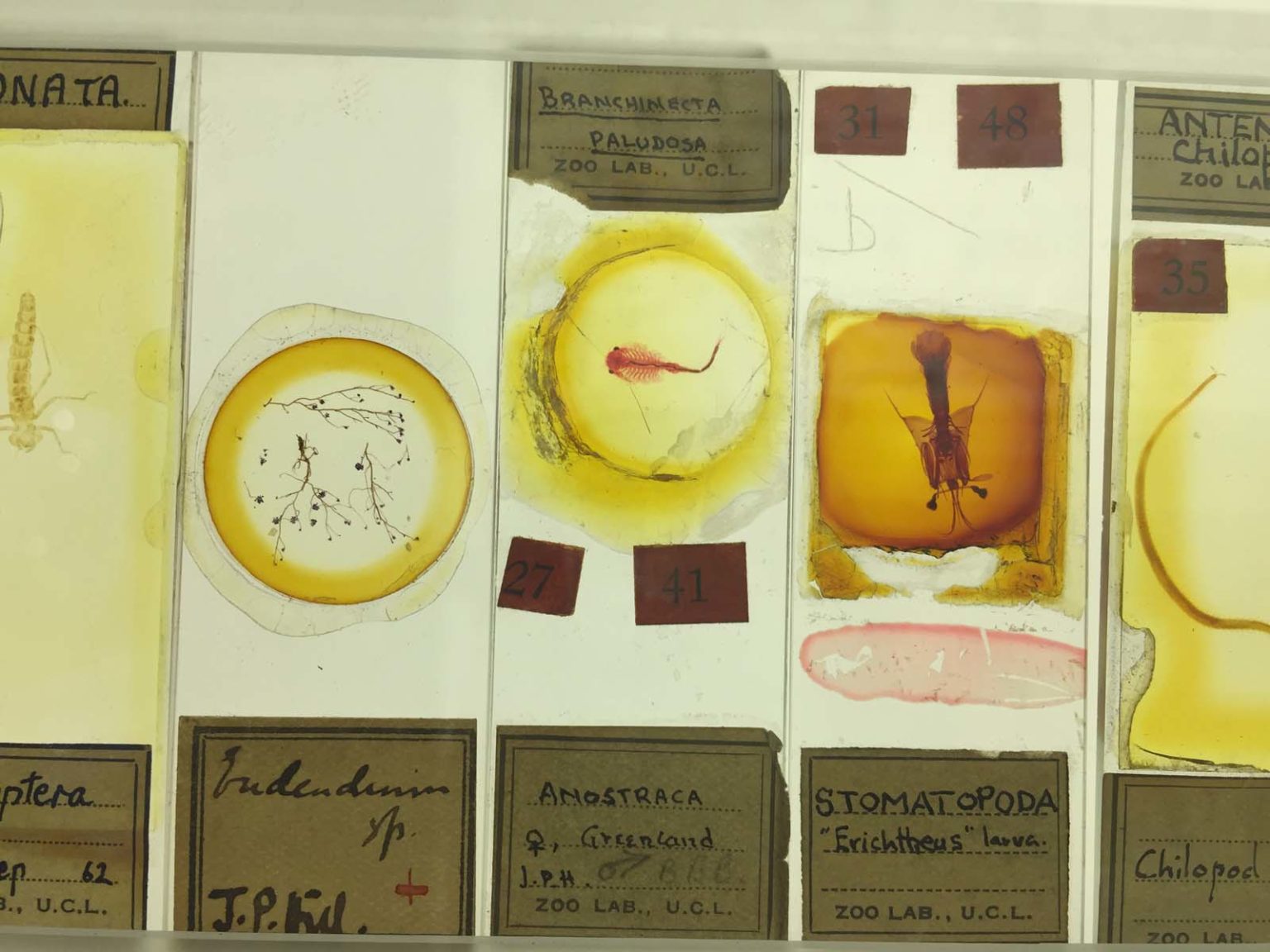 The Micrarium: a stunning display of thousands of microscopic animals ...