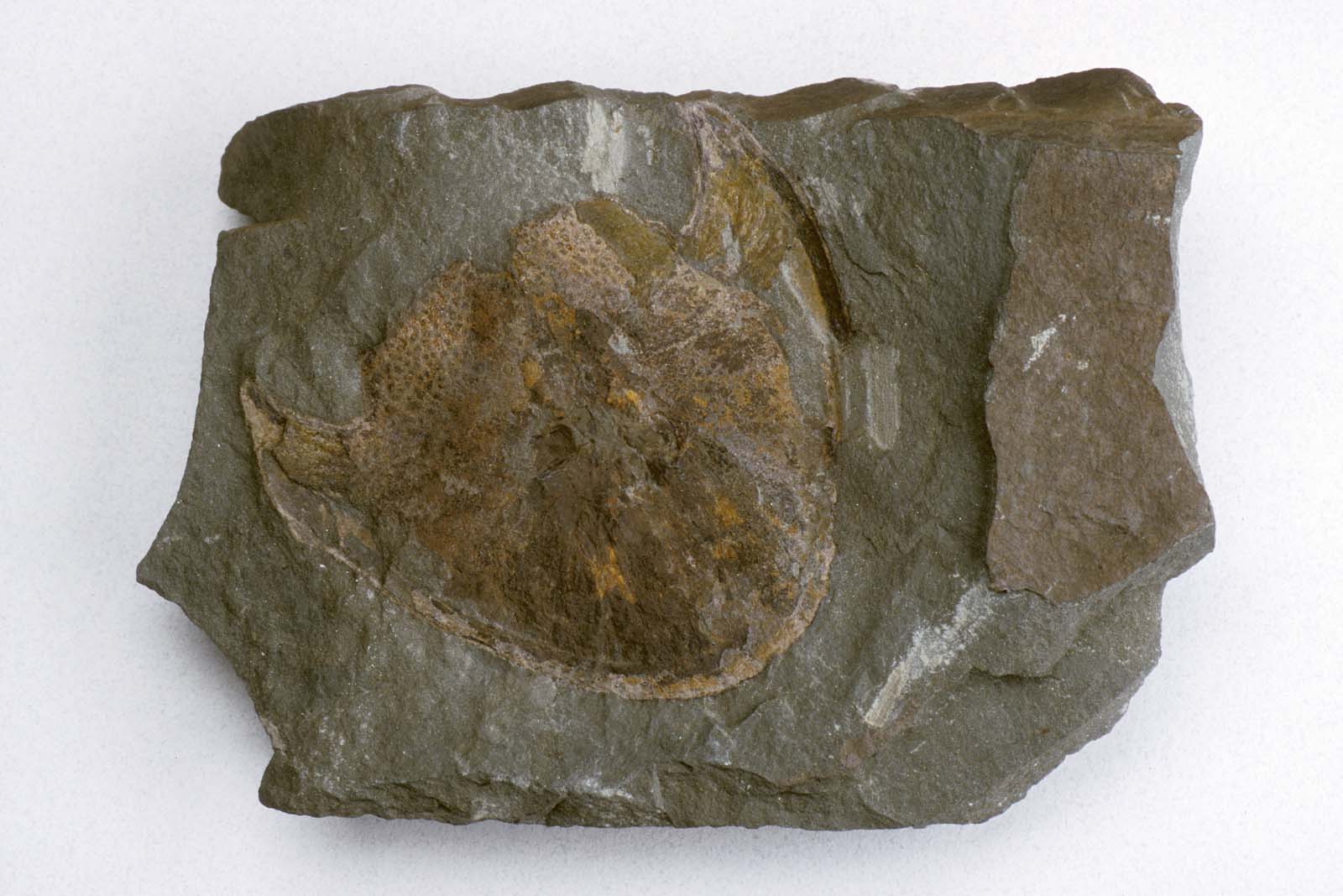 Quarter of a million fossil specimens identified and recorded in ...