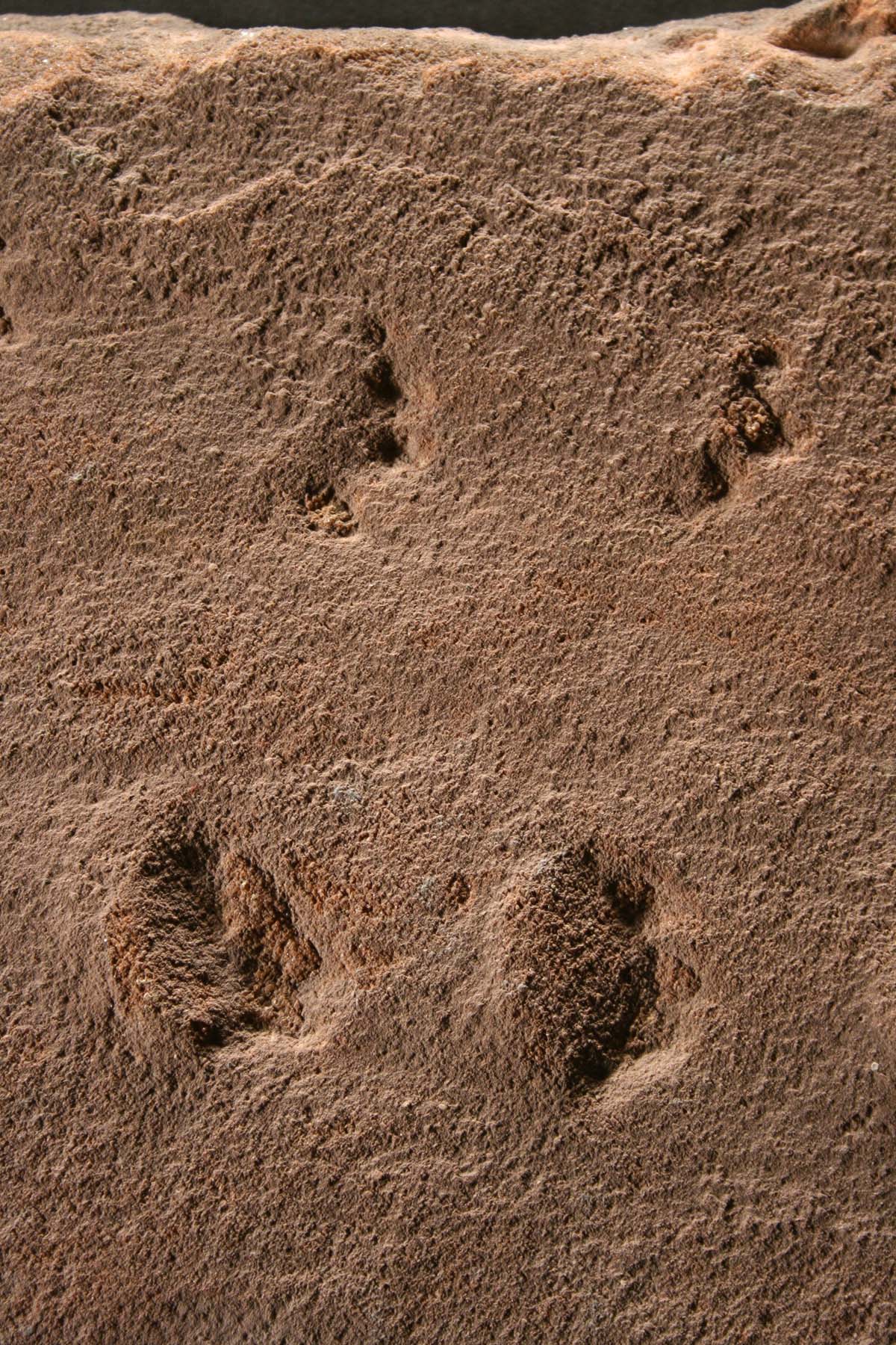 Quarter of a million fossil specimens identified and recorded in ...