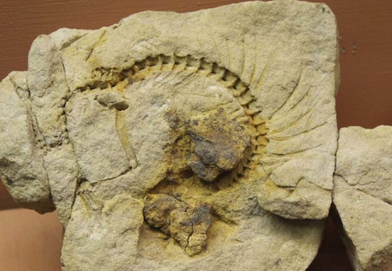 Quarter of a million fossil specimens identified and recorded in ...