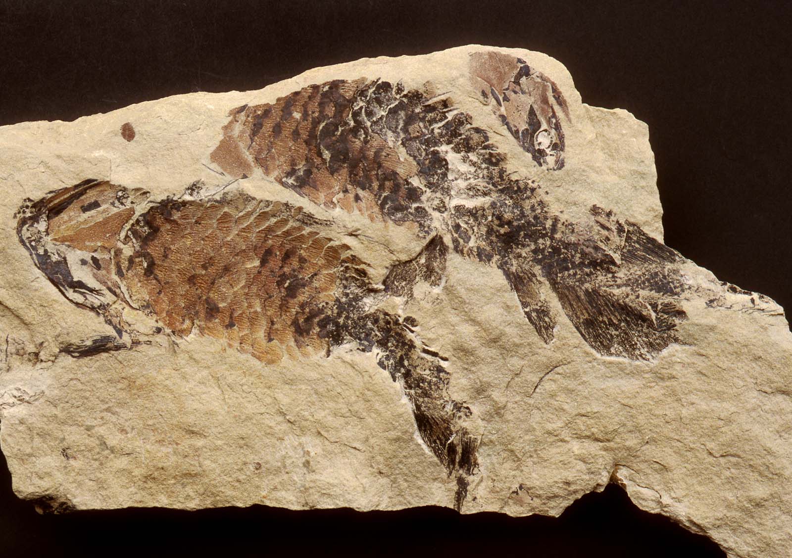 Quarter of a million fossil specimens identified and recorded in ...