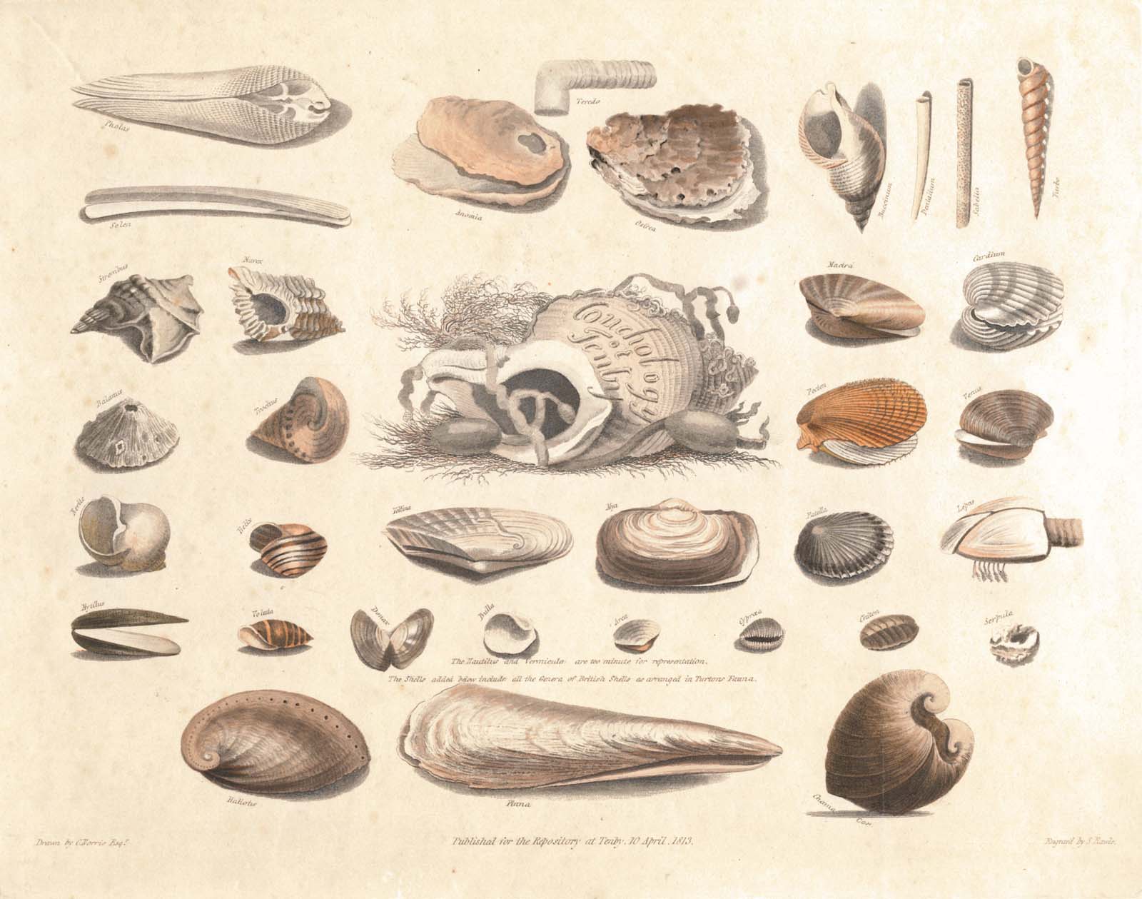 Exploring the history and treasures of Tenby Museum and Art Gallery ...