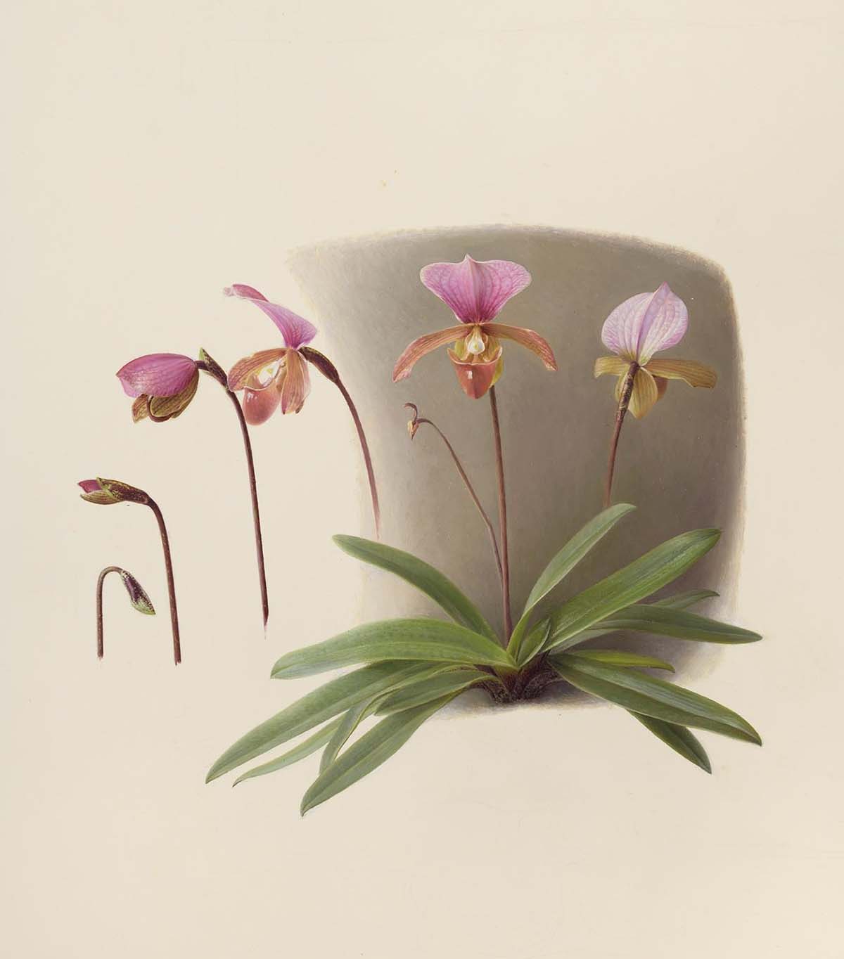 Garden Museum celebrates botanical art genius Raymond Booth – Museum Crush