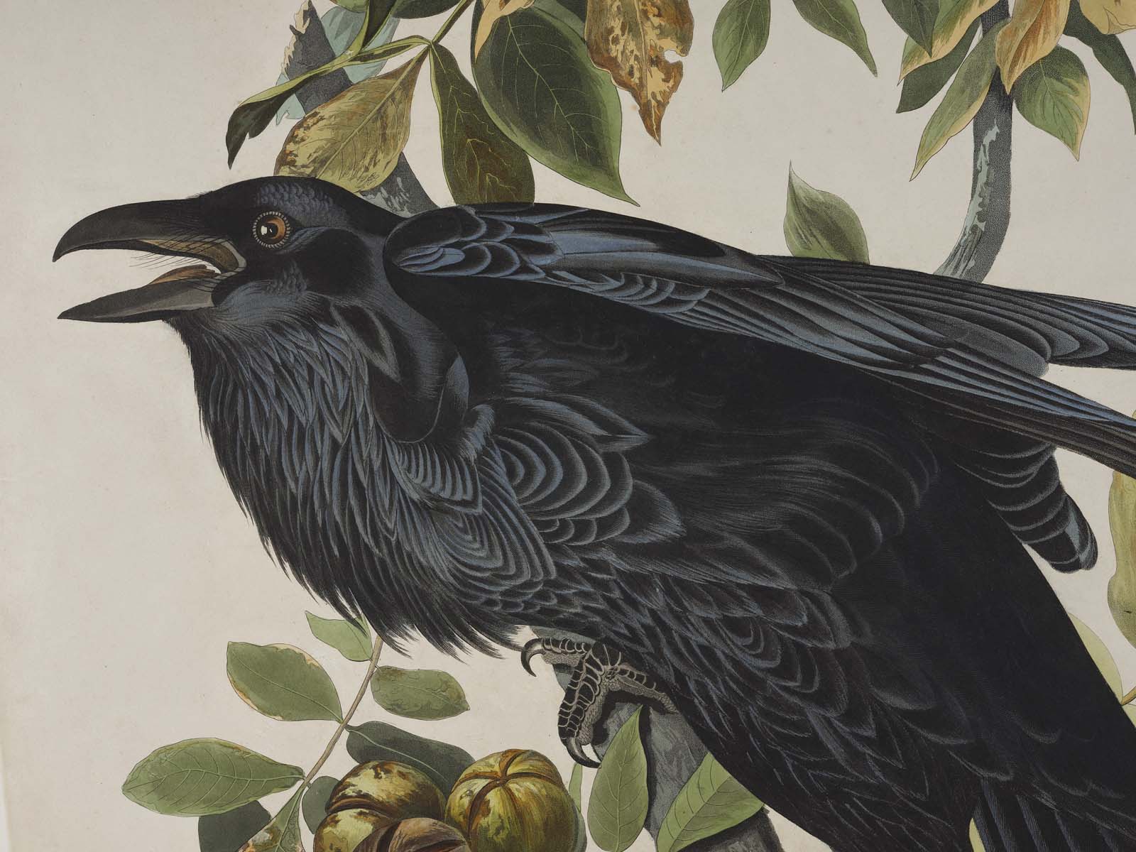 Edinburgh and the full story of Audubon’s Birds of America – Museum Crush