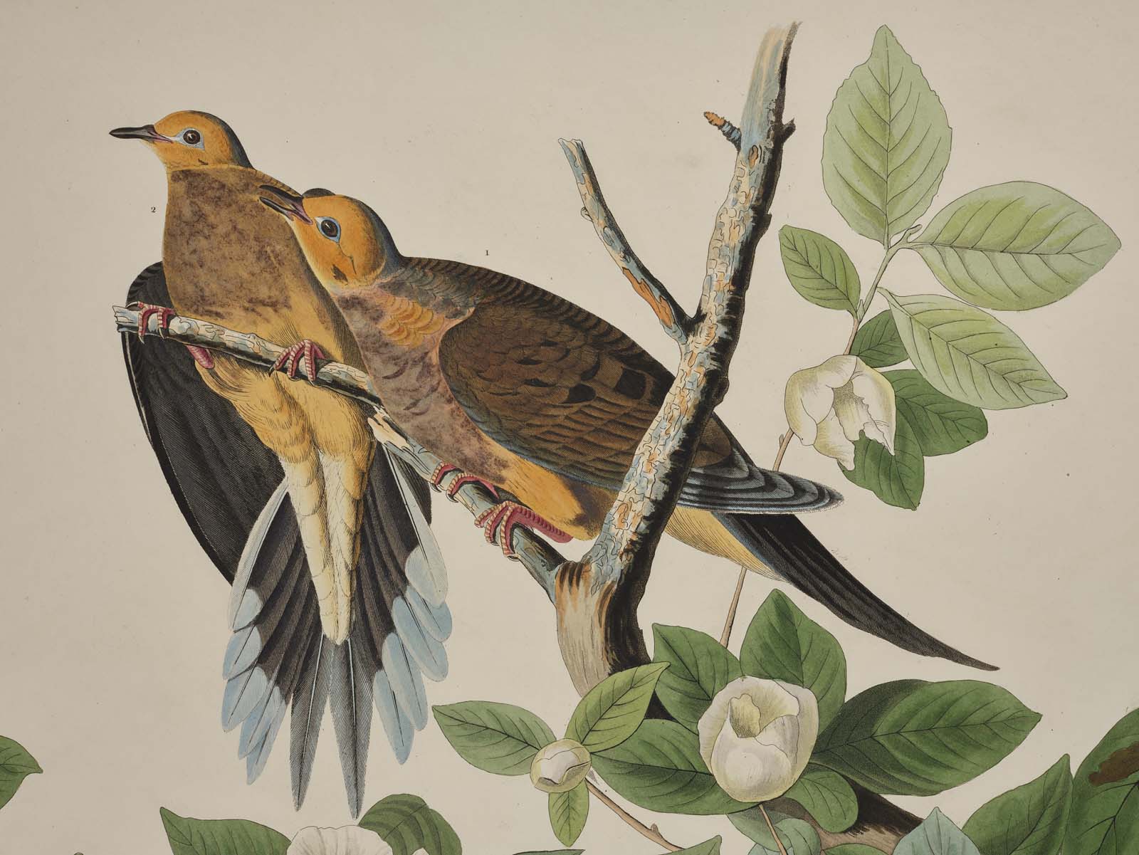 Edinburgh and the full story of Audubon’s Birds of America – Museum Crush
